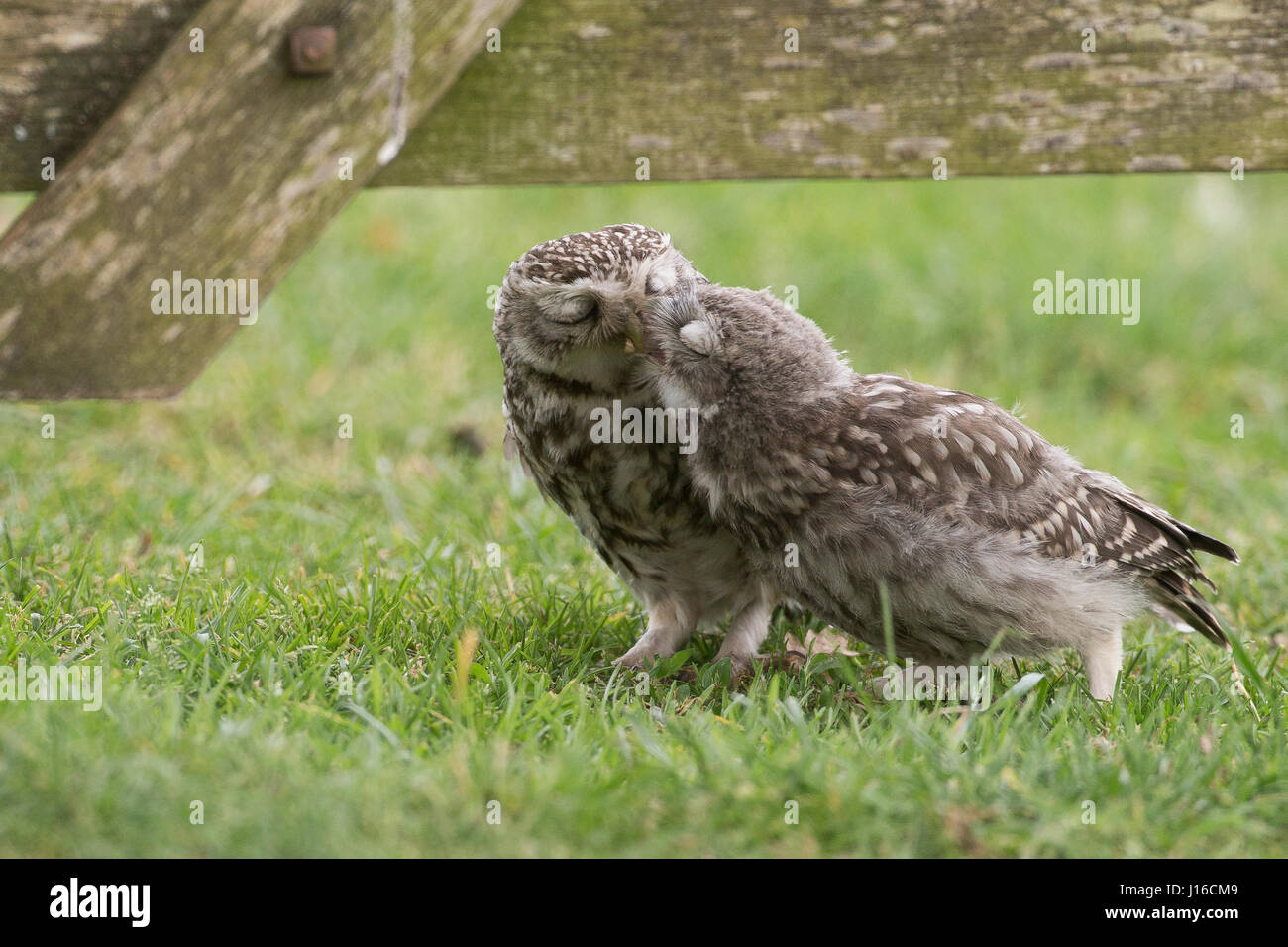 EXCLUSIVE, ALL ROUND. WORCESTER, UK: Mother owl dotes on her new born ...