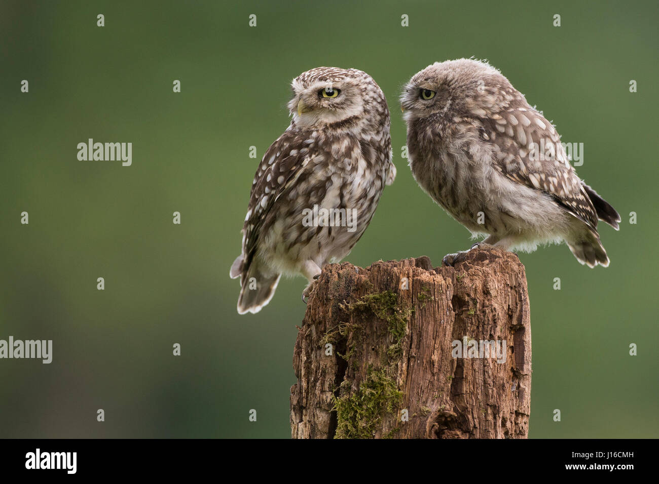 Wildlife photographer of the year hi-res stock photography and images ...