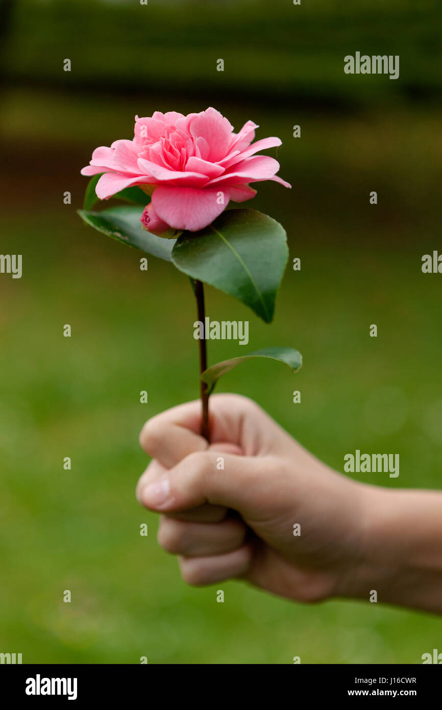 Beautiful pink flower during spring in the nature Stock Photo - Alamy