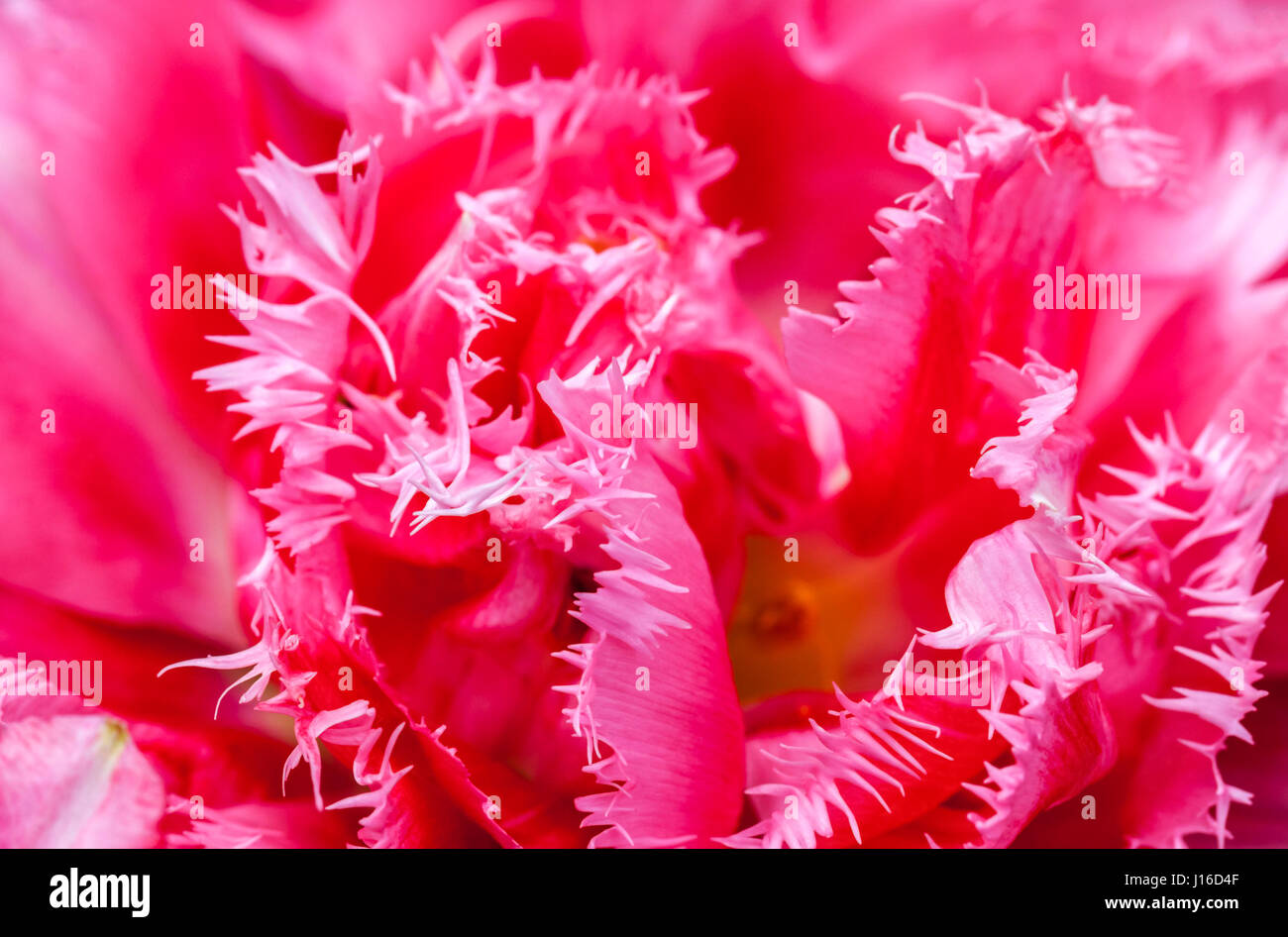 Tulipacrispa hi-res stock photography and images - Alamy
