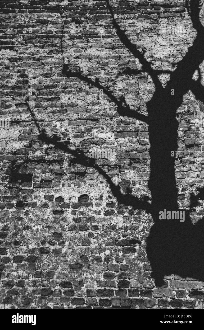 Old tree on stone Black and White Stock Photos & Images - Alamy
