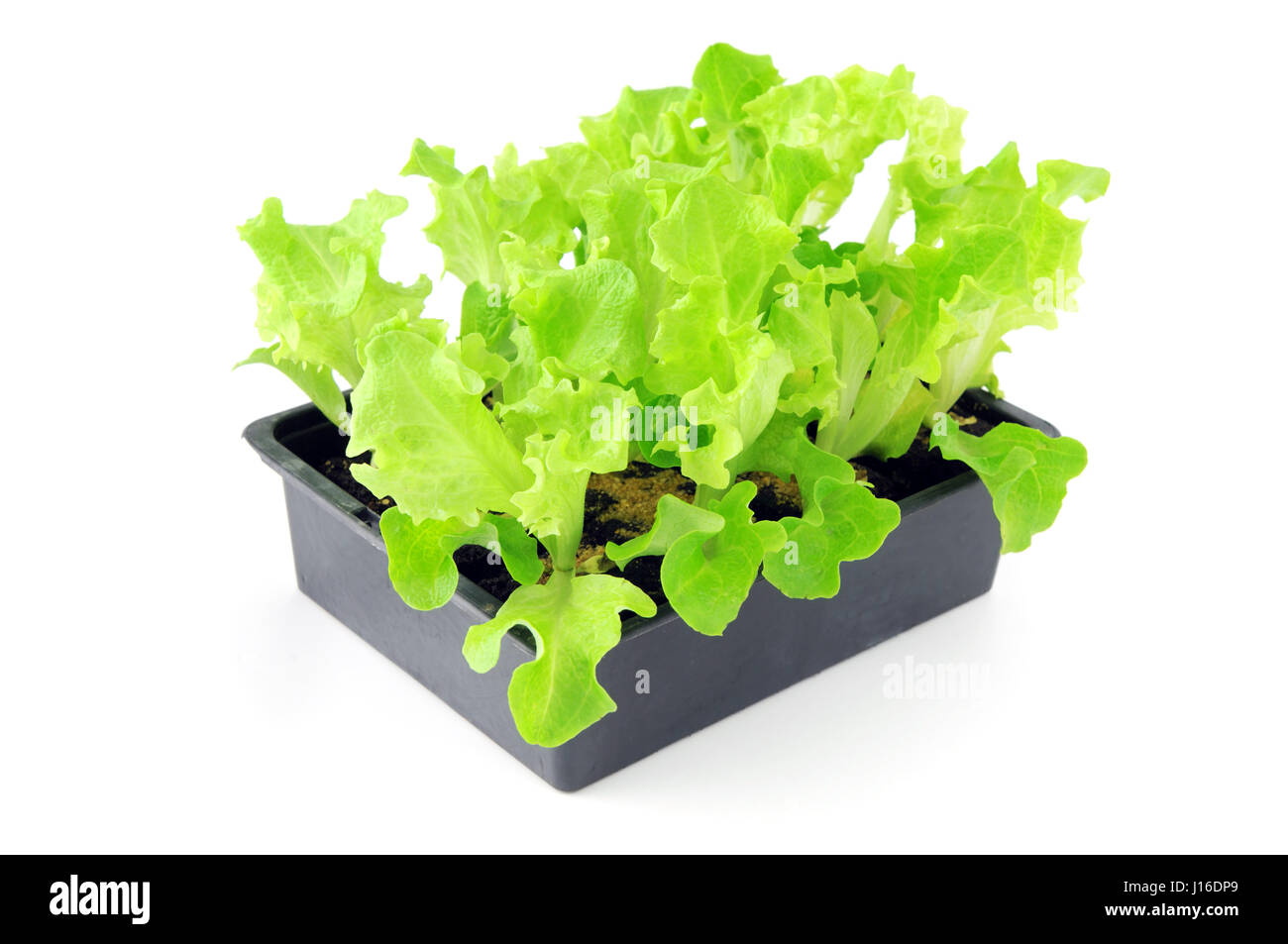 lettuce seedlings on a tray box on isolated background. gardening Stock ...
