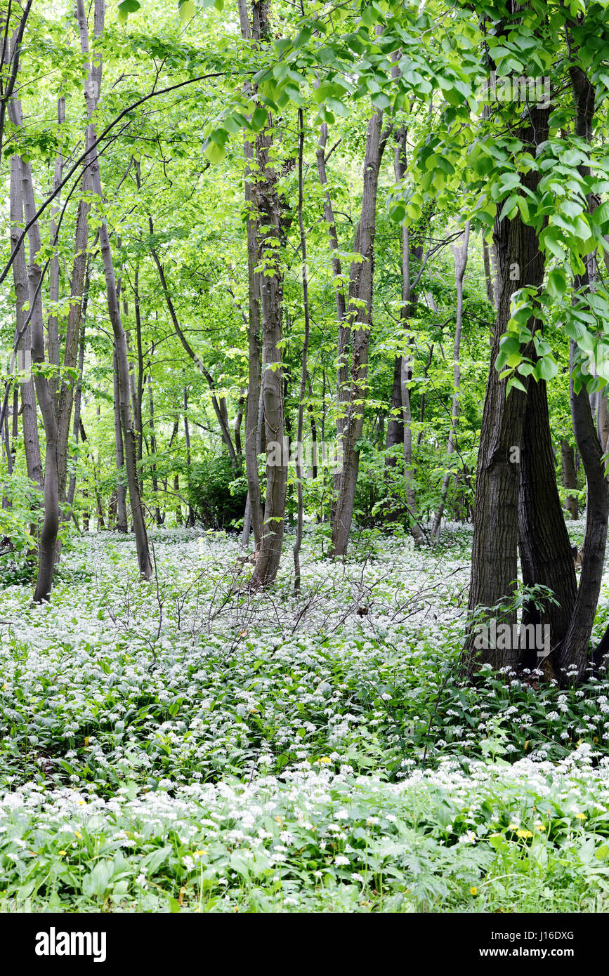 wild garlic (ramson) in springtime. forest landscape Stock Photo - Alamy
