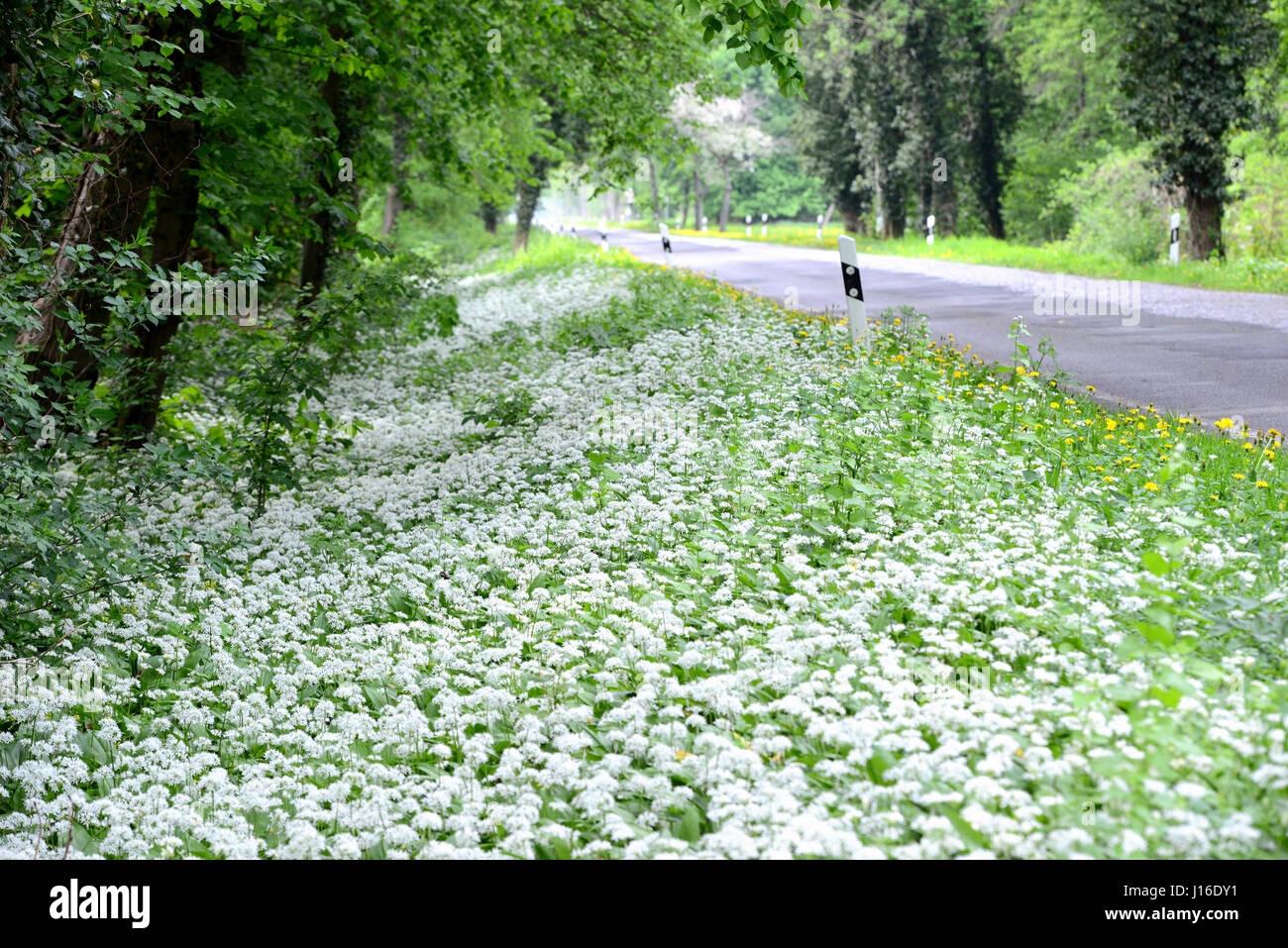 wild garlic (ramson) in springtime. forest landscape Stock Photo - Alamy