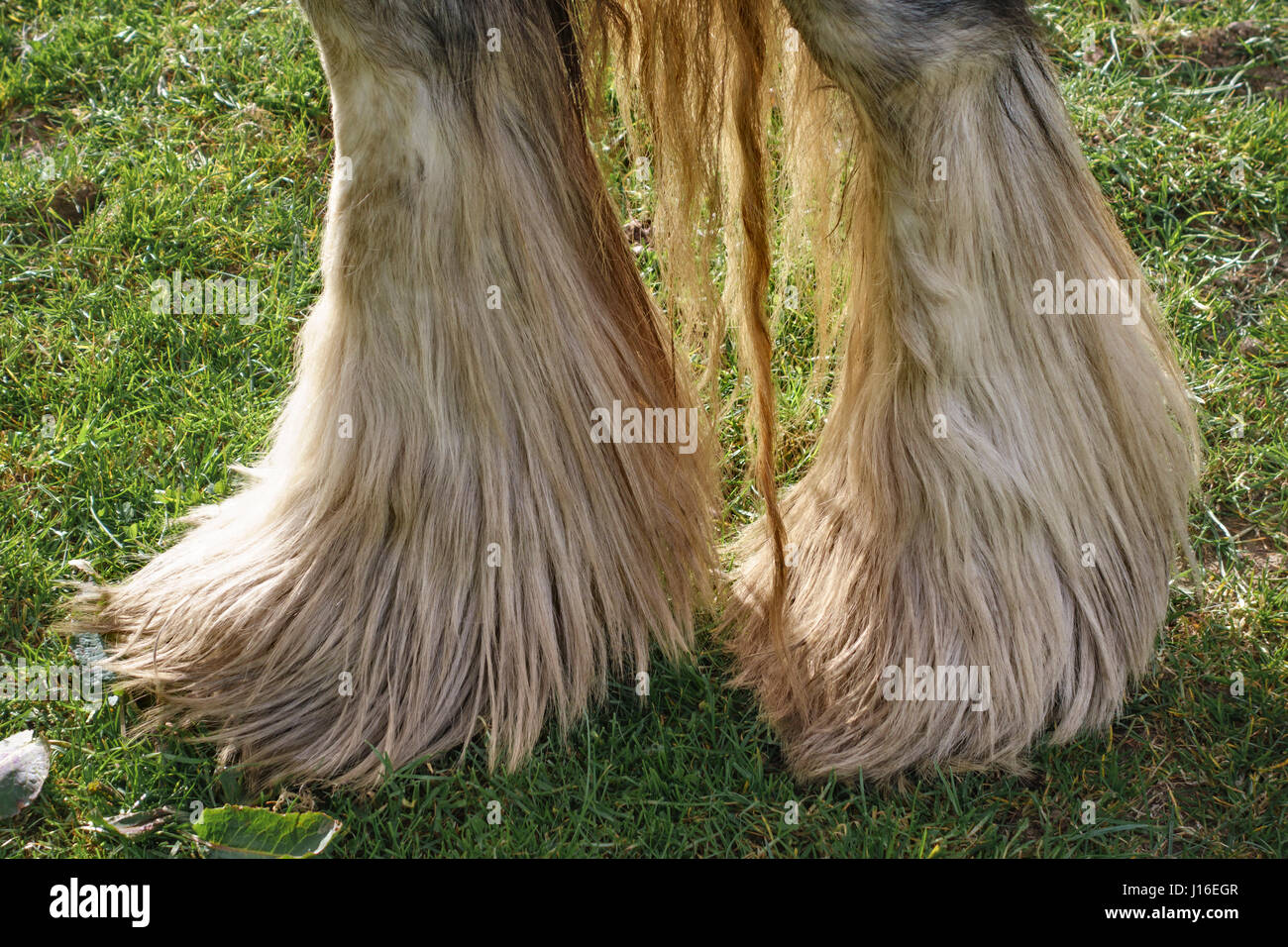 Hairy legs hi-res stock photography and images - Alamy