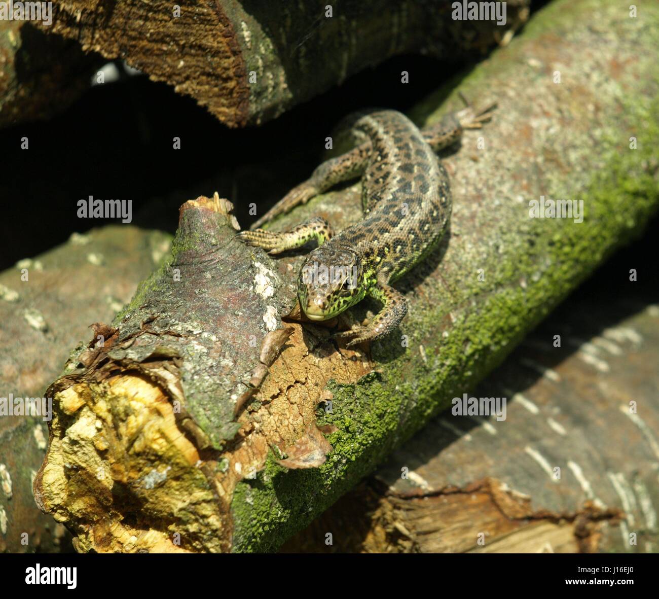 Lizard in pieces of wood Stock Photo - Alamy