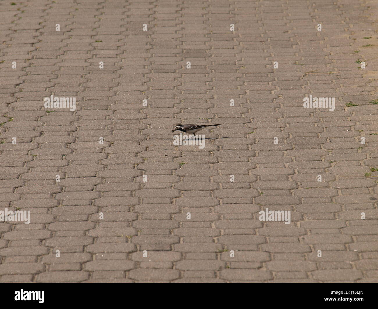 Bird eating bug in beak Stock Photo - Alamy