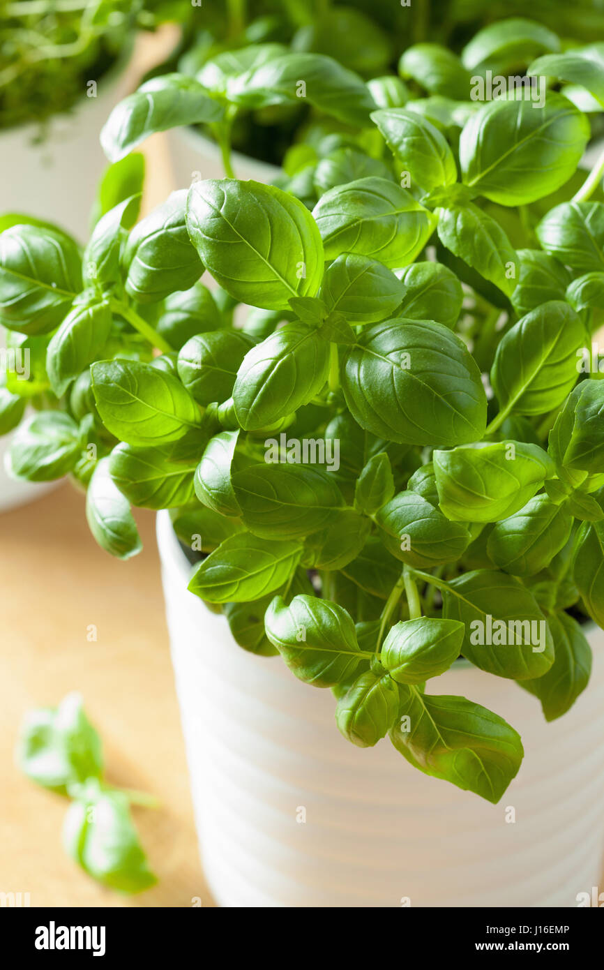 fresh basil herb in a pot Stock Photo - Alamy