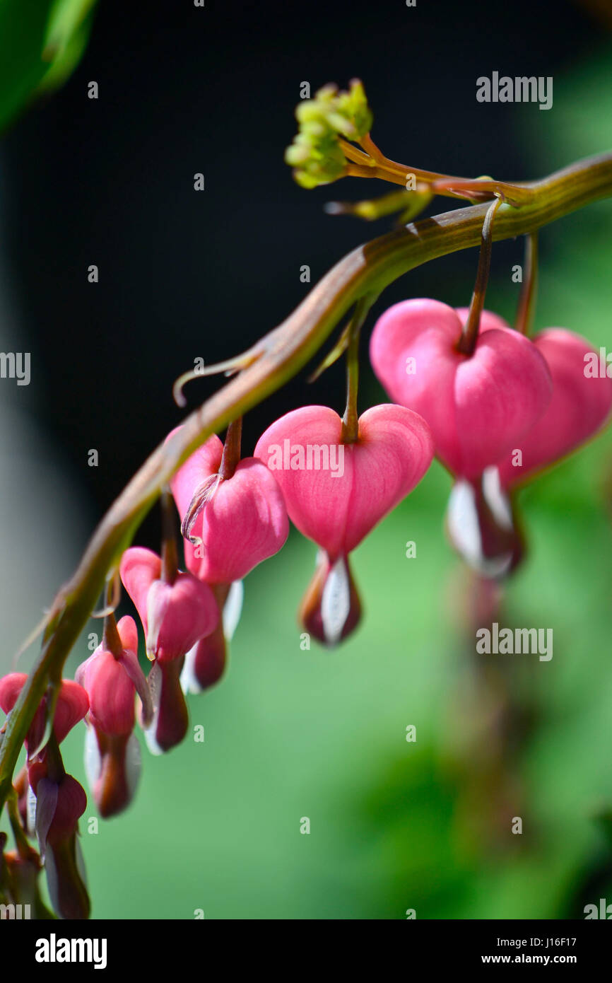 Bleeding heart flowers isolated in a warm morning Sun, with dense green ...