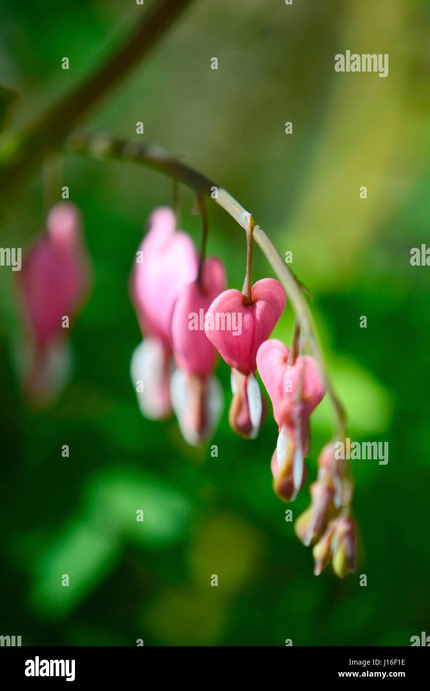 Bleeding heart flowers isolated in a warm morning Sun, with dense green ...