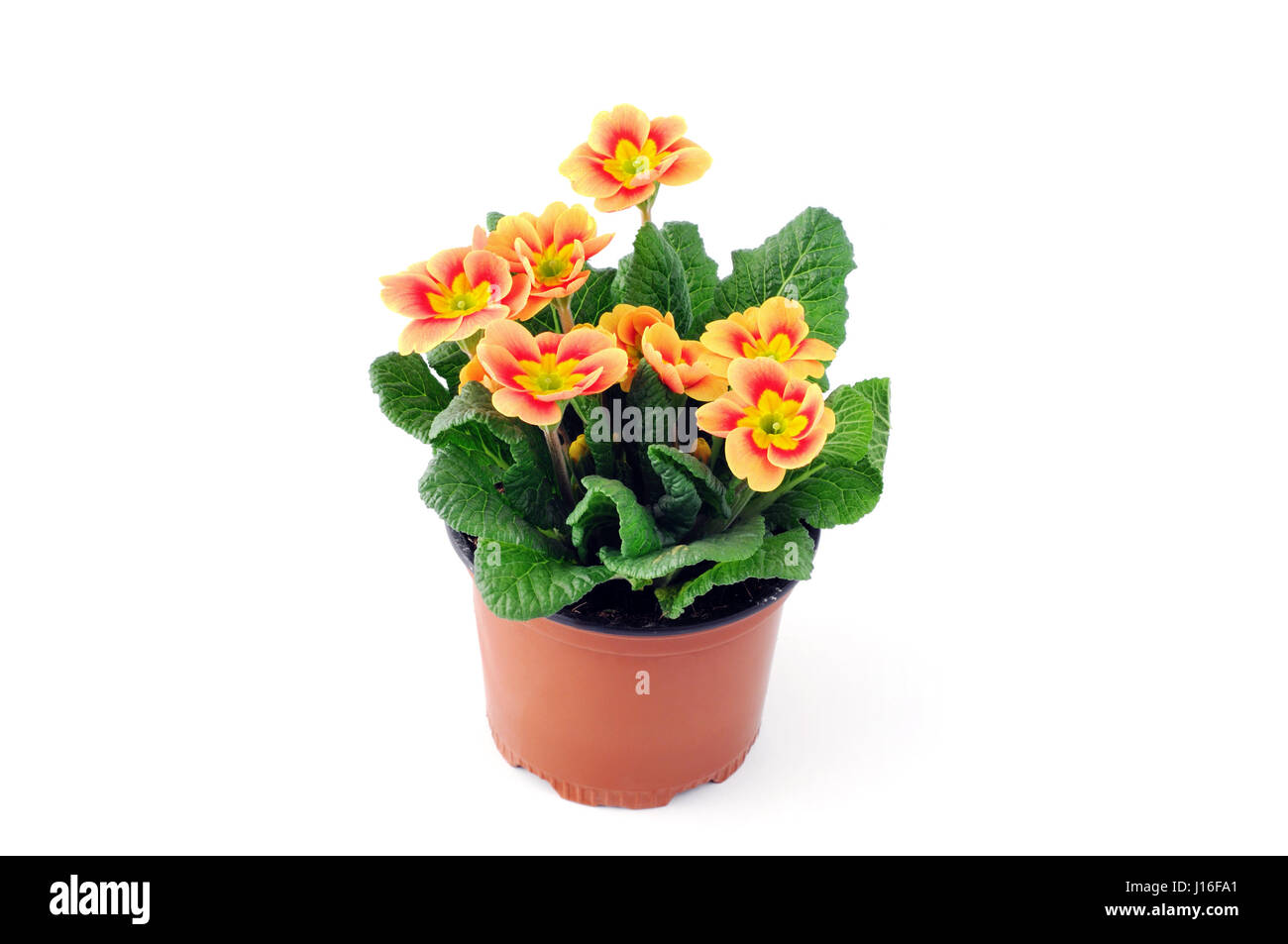 orange Primula flowerpot on white isolated background Stock Photo - Alamy