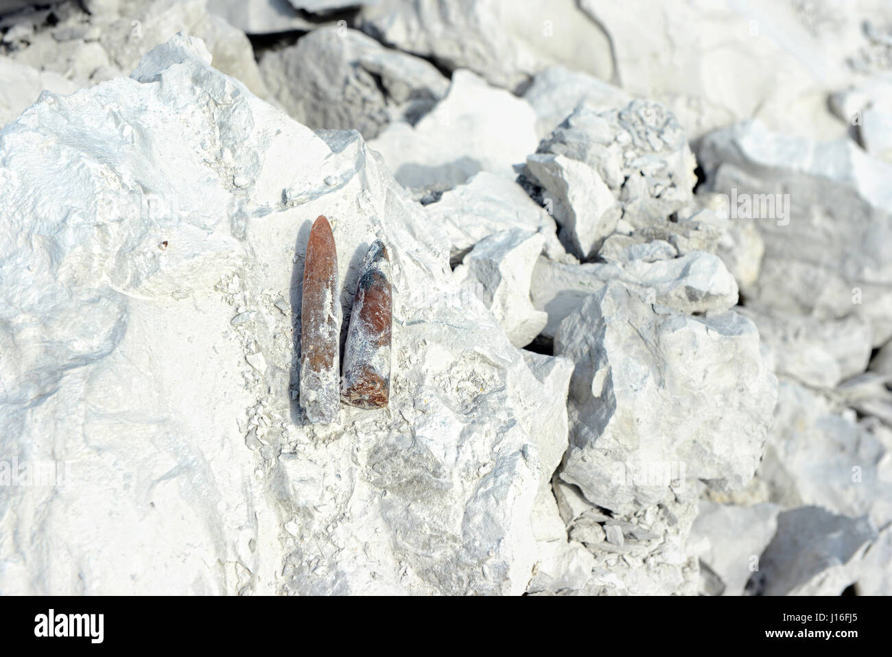 Belemnite fossils in chalk rock. quarry mine Stock Photo - Alamy