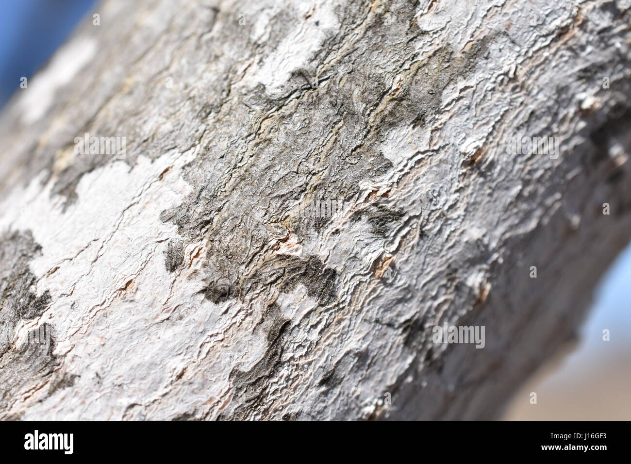 Durable nature hi-res stock photography and images - Alamy