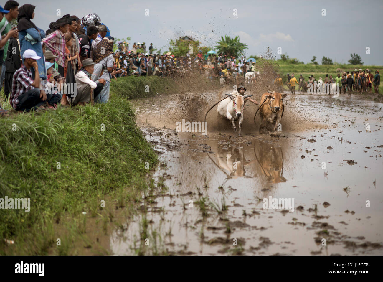 Cattle pacu jawi race hi-res stock photography and images - Alamy