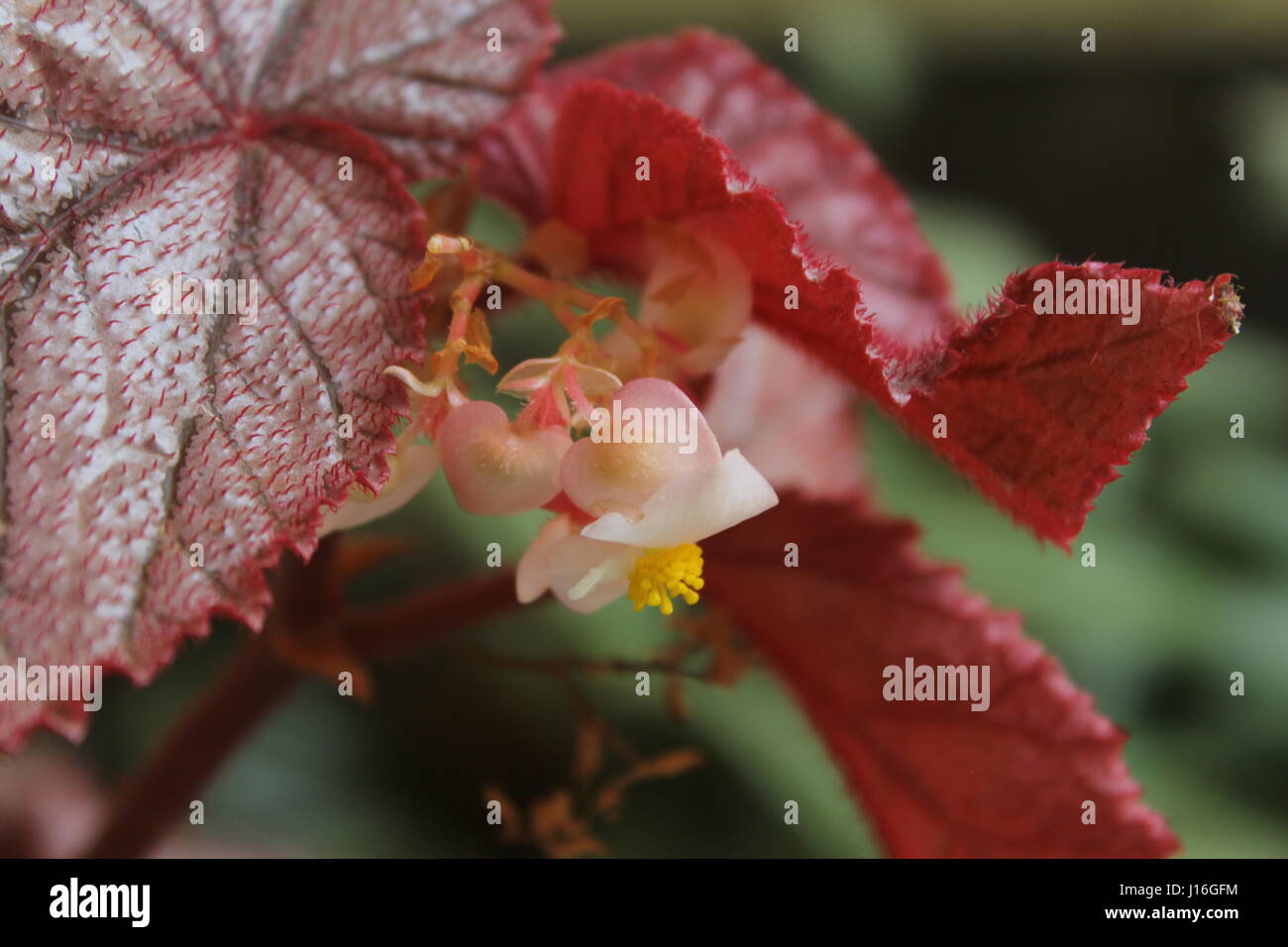 Brownish red yellow hi-res stock photography and images - Alamy