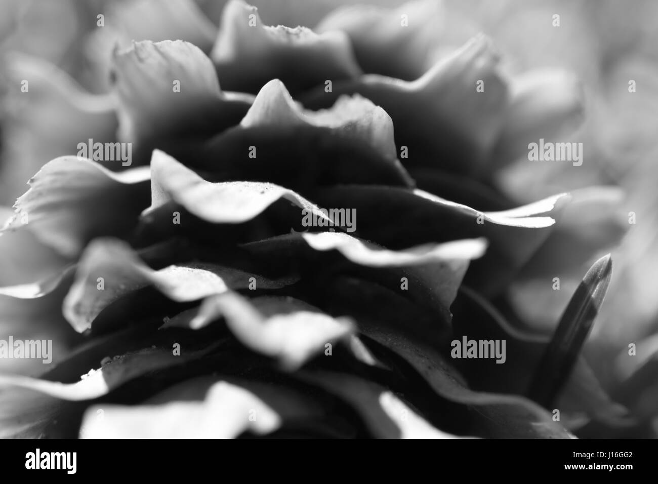Pine cone texture Black and White Stock Photos & Images - Alamy