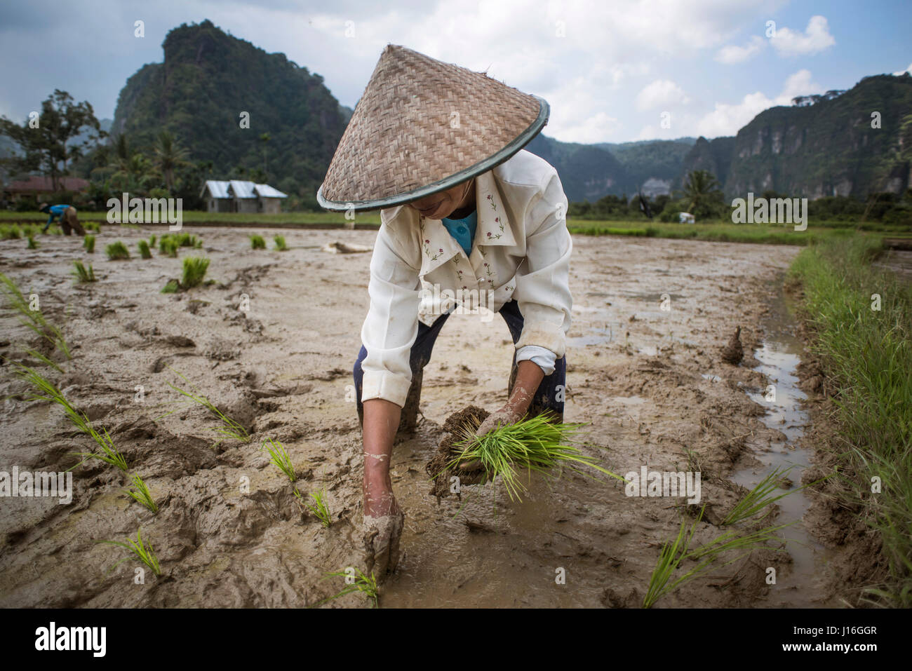 A Female Rice Field worker Planting Rice, Harau Valley, Indonesia Stock ...