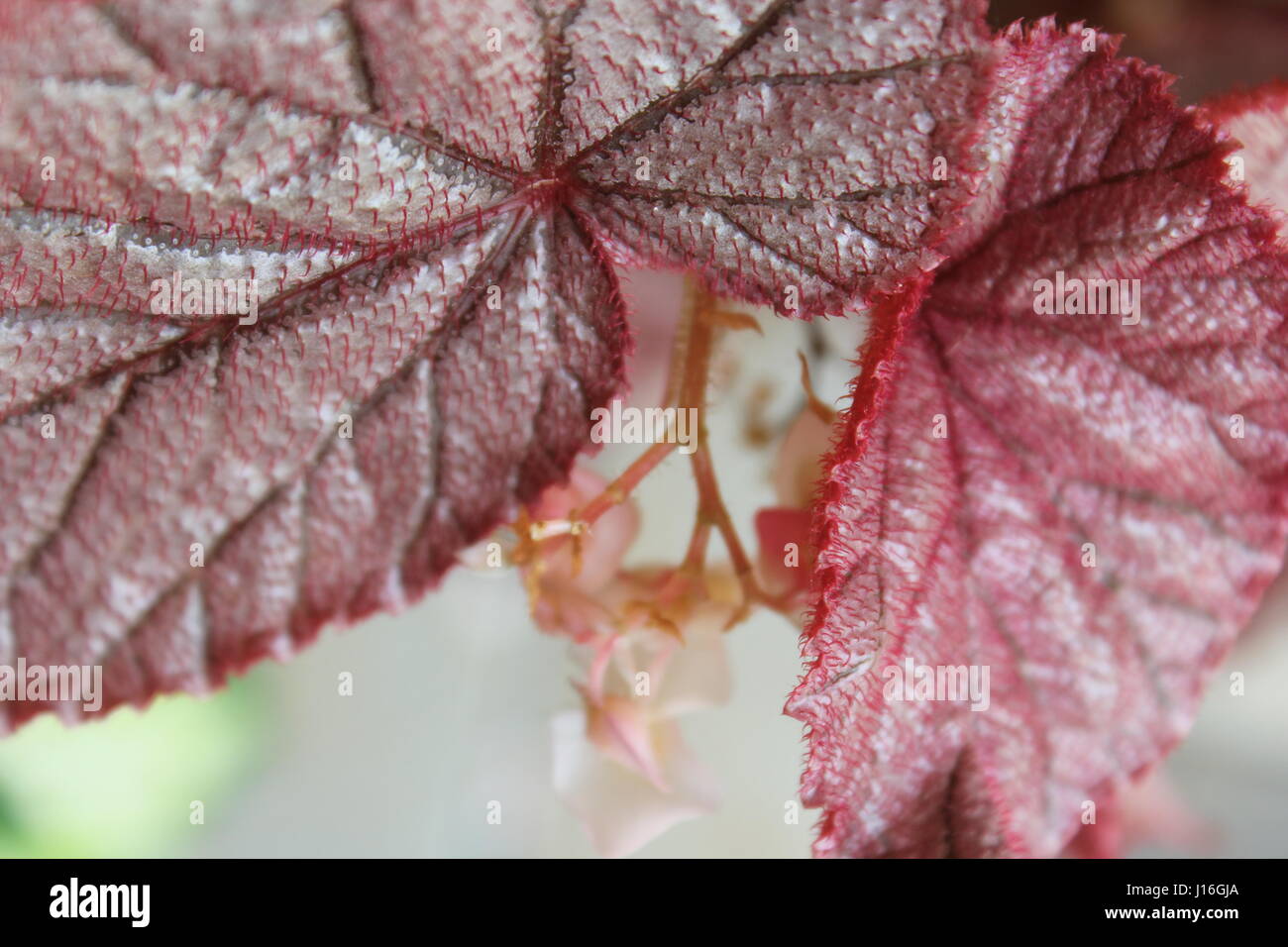 Brownish red yellow hi-res stock photography and images - Alamy