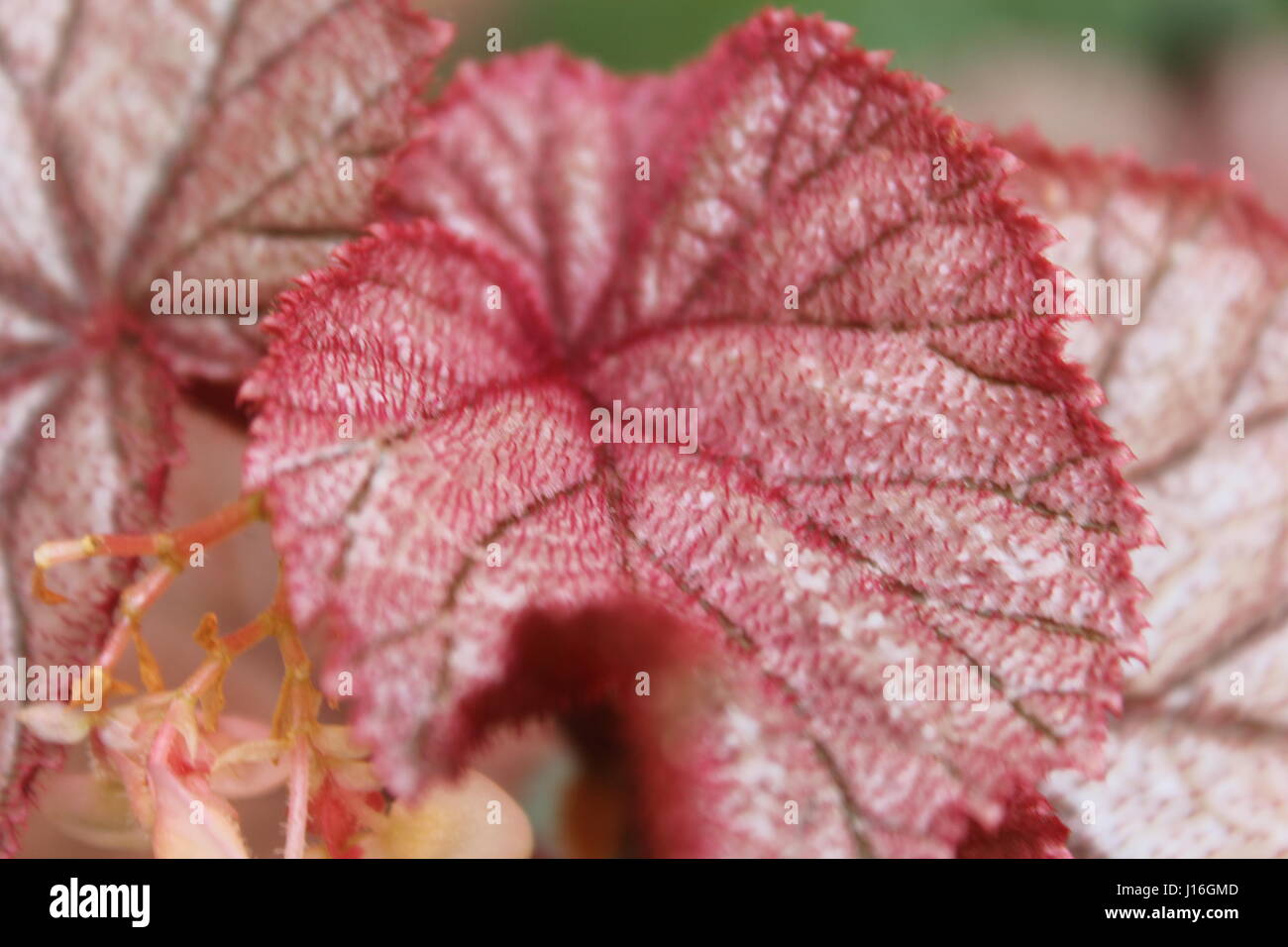 Brownish red yellow hi-res stock photography and images - Alamy