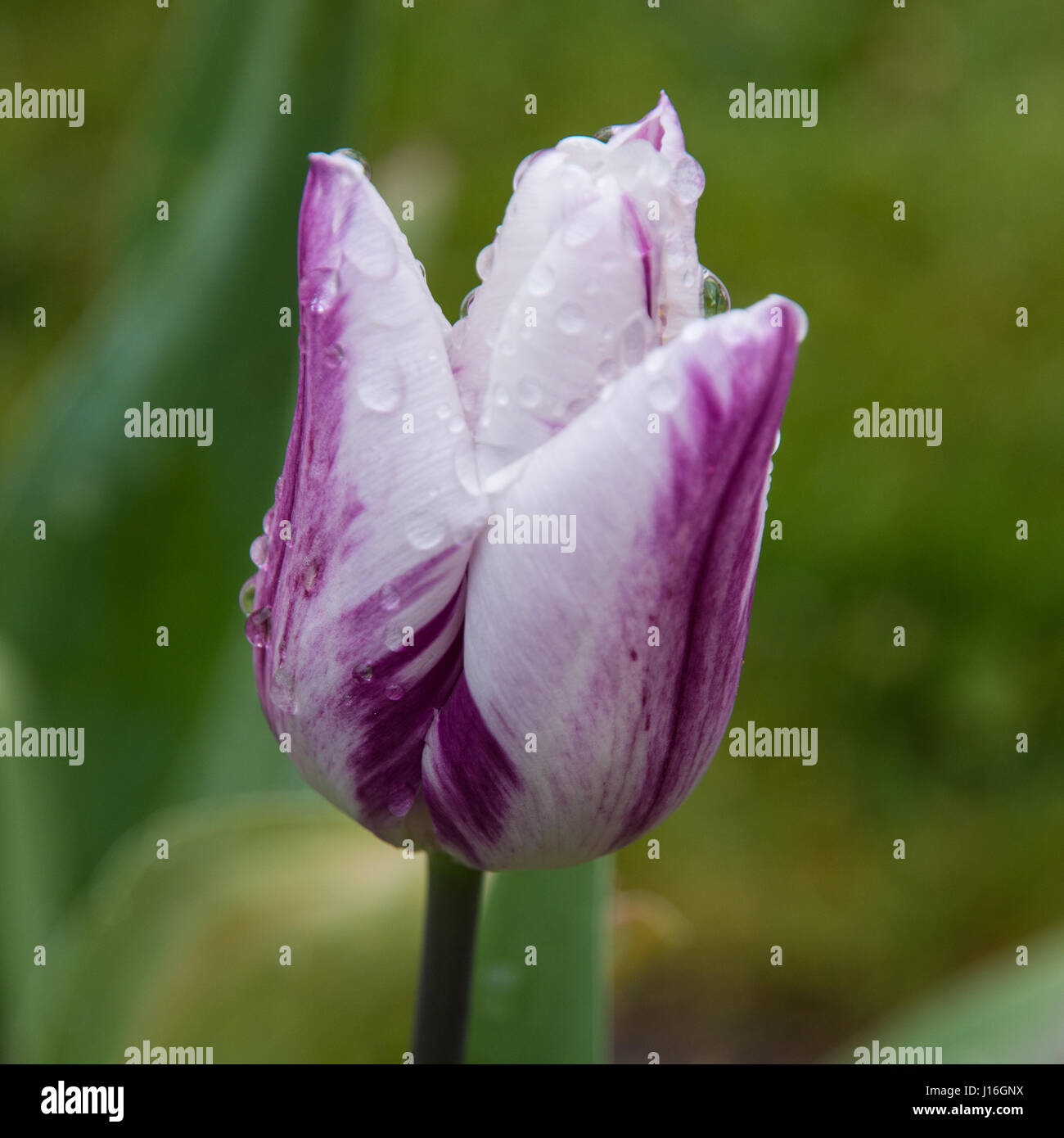 Tulips in the rain Stock Photo - Alamy