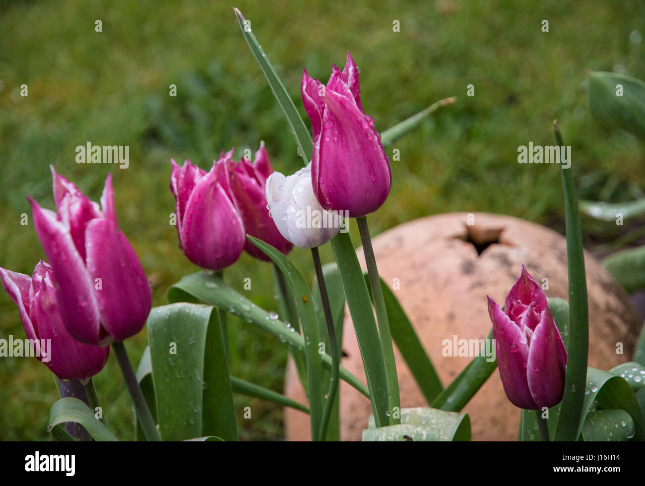 Beauty flower garden hi-res stock photography and images - Alamy