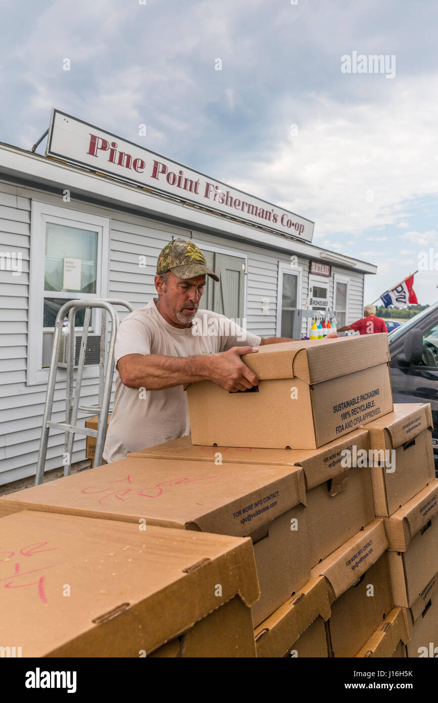 Co-op Employee Loads Lobsters Onto A Truck At The Pine Point Fisherman ...