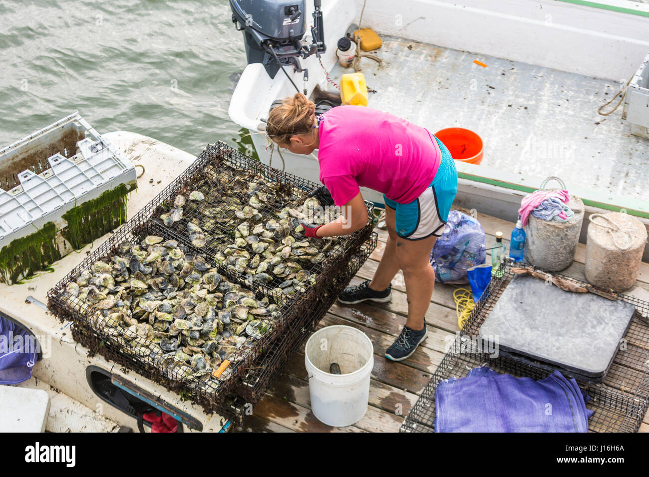A Female Oysterer Sorts Oysters On A Dock At Pine Point In Scarborough ...