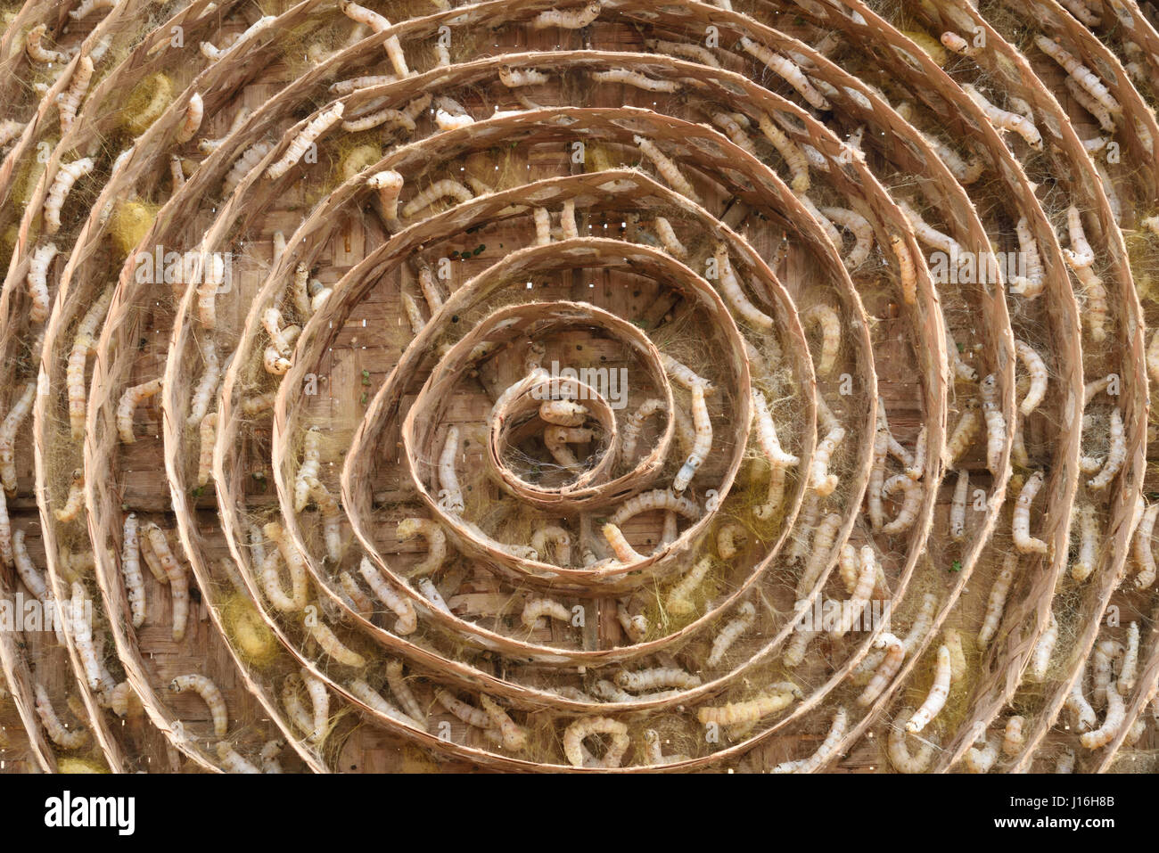 Silkworm cocoons in traditional circular bamboo frame in the production ...