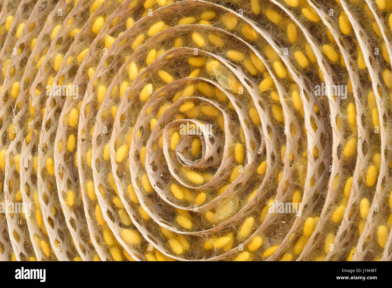 Spun by caterpillars hi-res stock photography and images - Alamy