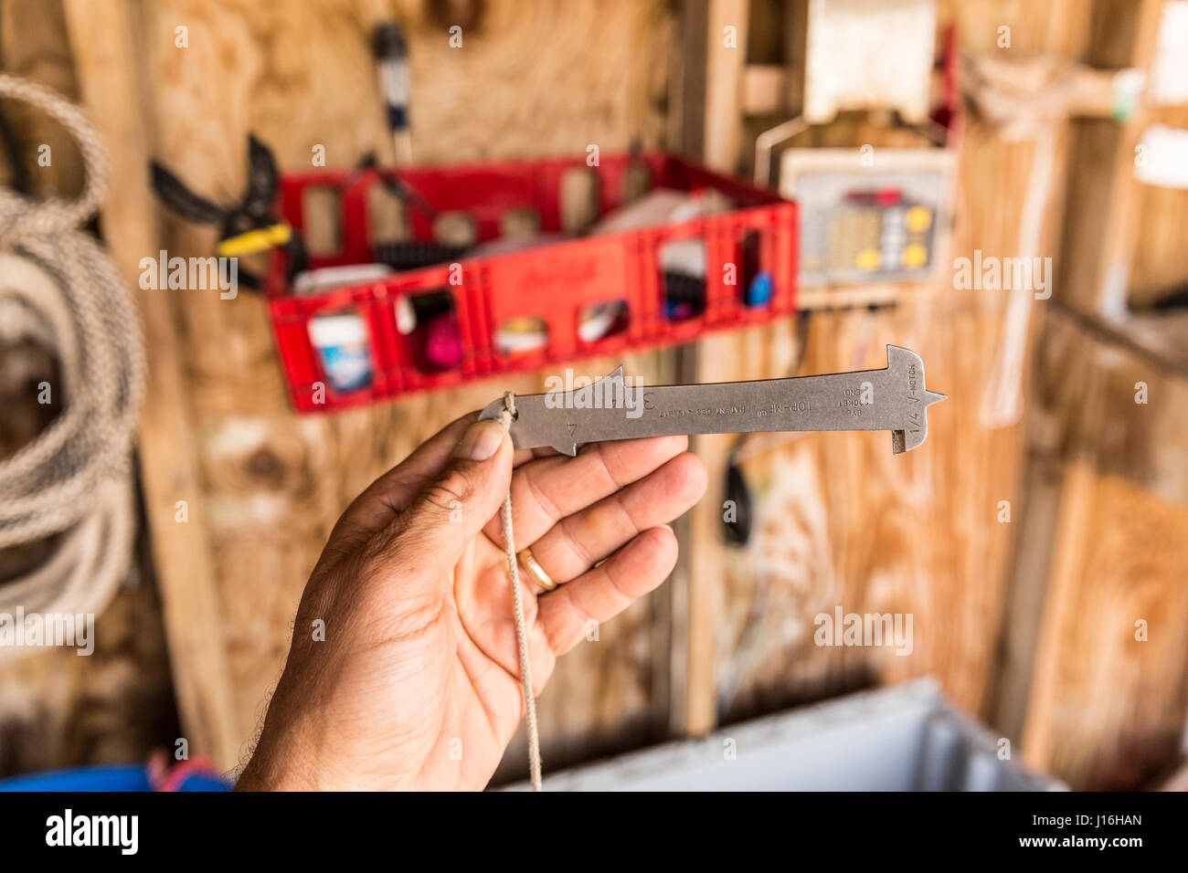 Measuring Lobster High Resolution Stock Photography and Images - Alamy