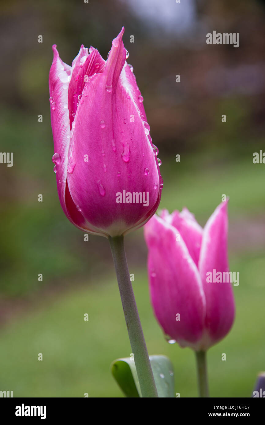 Tulips in the rain Stock Photo - Alamy