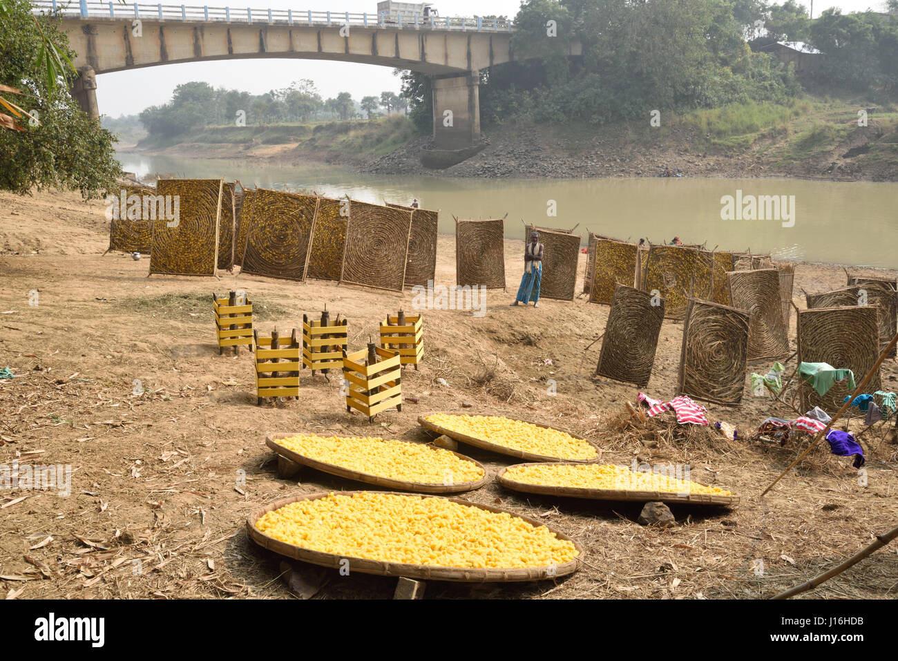 Farming silk from silkworms hi-res stock photography and images - Alamy