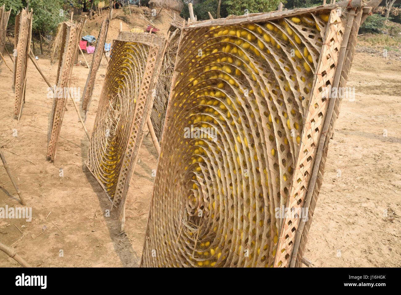 Silkworm cocoons in traditional circular bamboo frame in the production ...