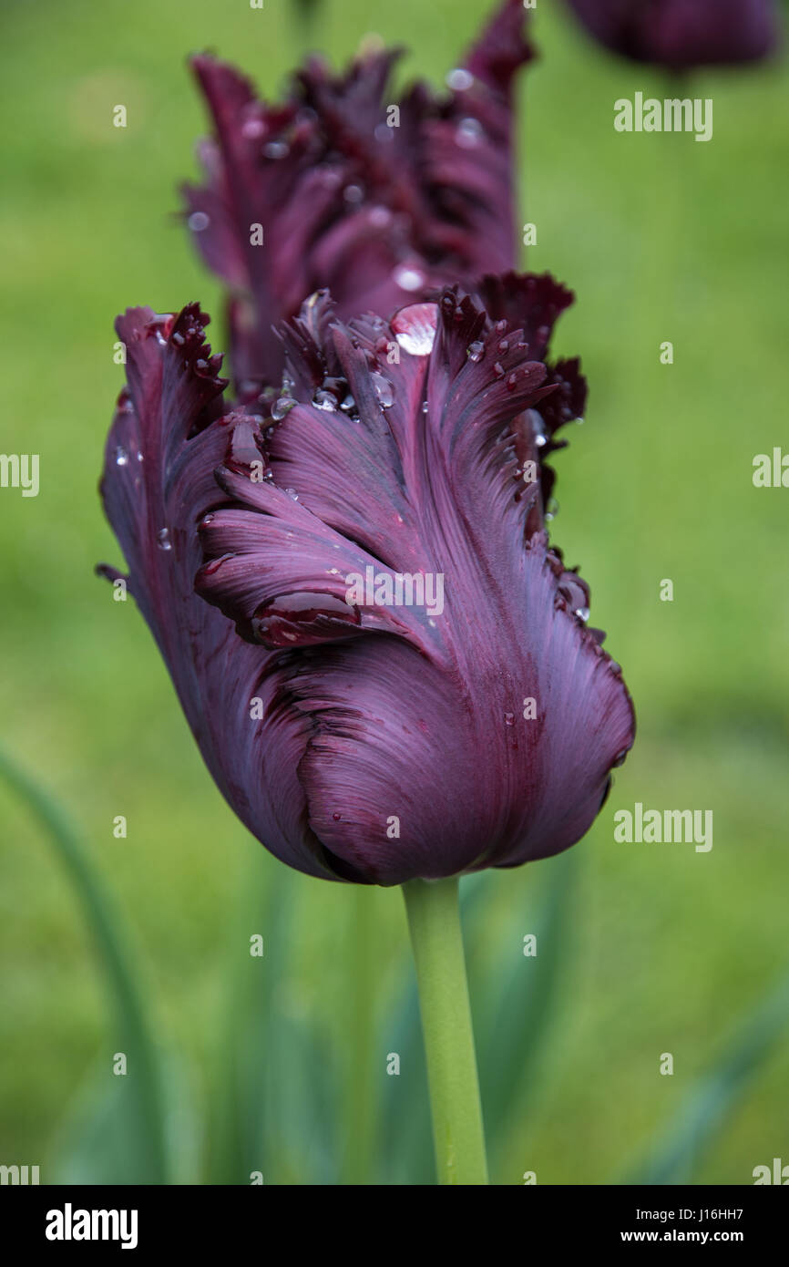 Tulips in the rain Stock Photo - Alamy