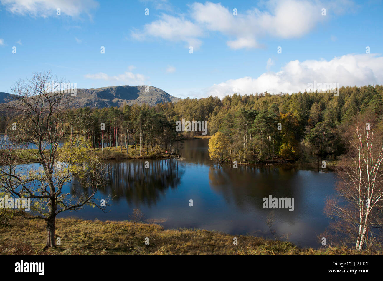 The wooded shoreline of Tarn Hows with Wetherlam and The Old Man of ...
