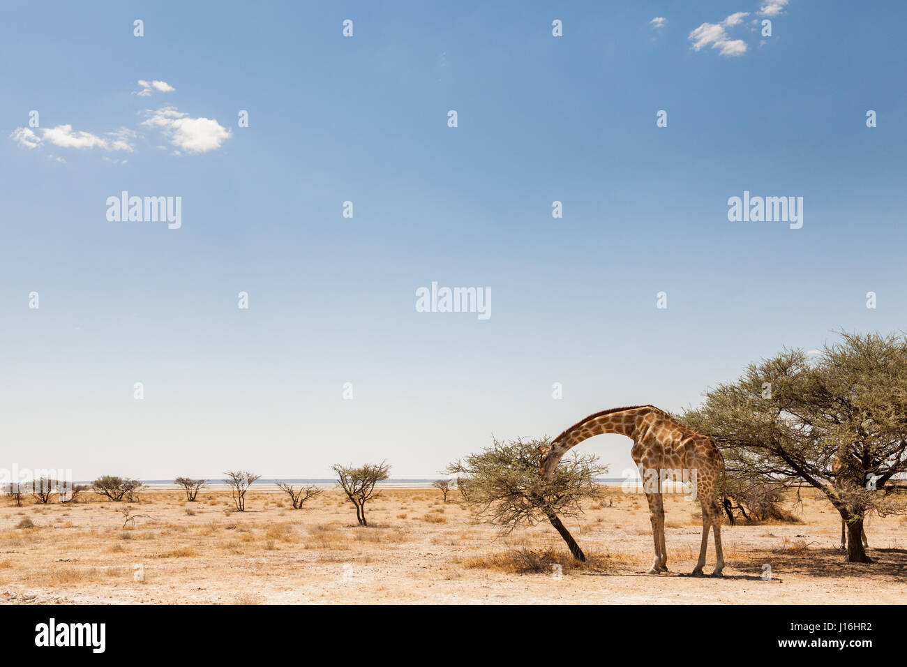 Giraffe acacia trees hi-res stock photography and images - Alamy
