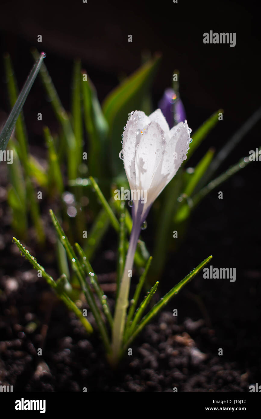 bright white crocus under the sun Stock Photo - Alamy
