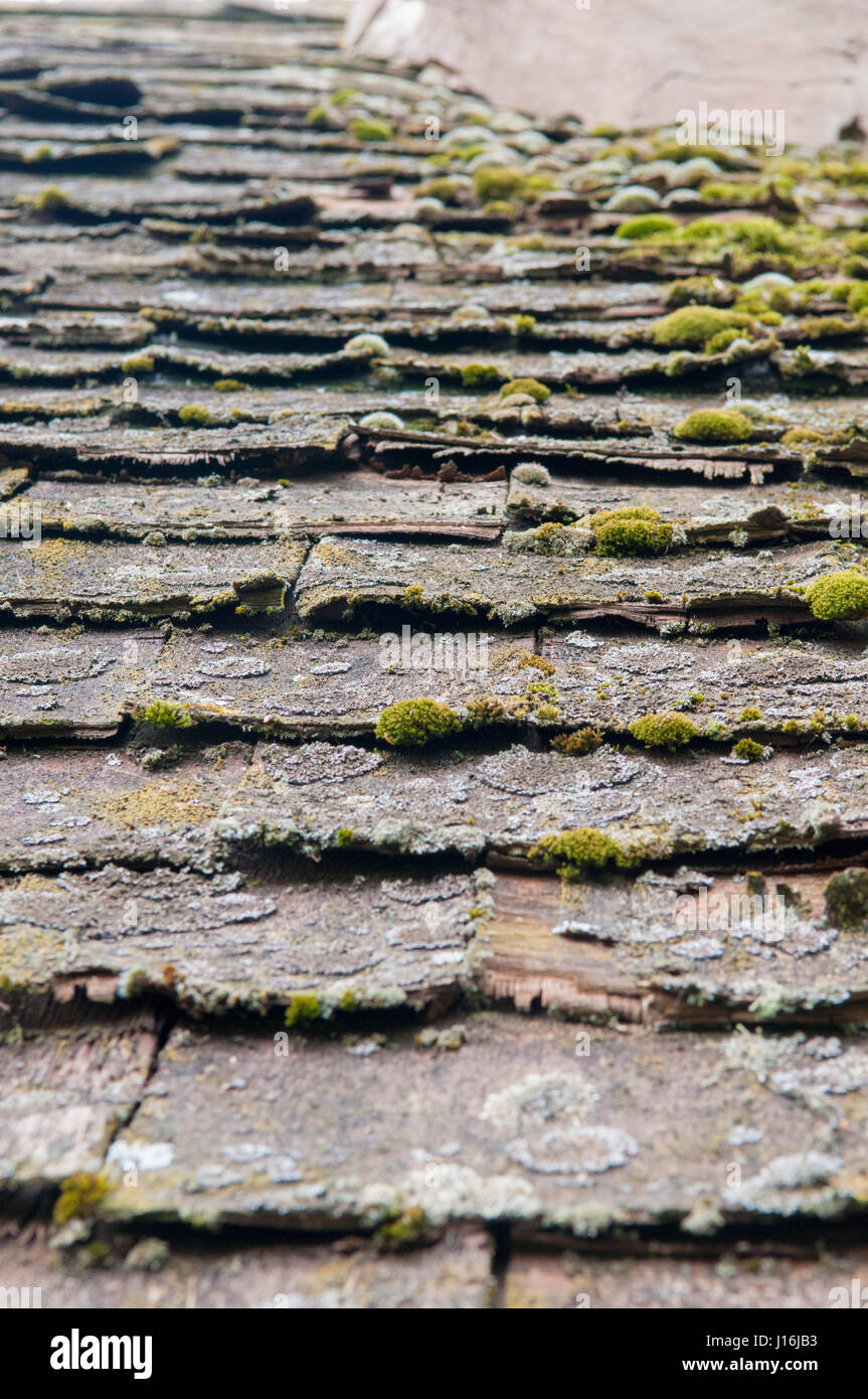 Run down building with broken roof and growing moss Stock Photo - Alamy