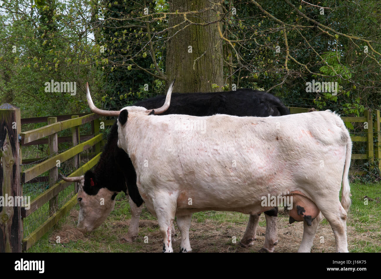 Side view sideways hi-res stock photography and images - Alamy