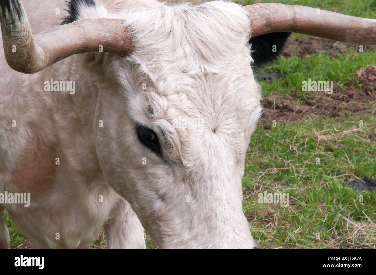 Angry looking bull hi-res stock photography and images - Alamy