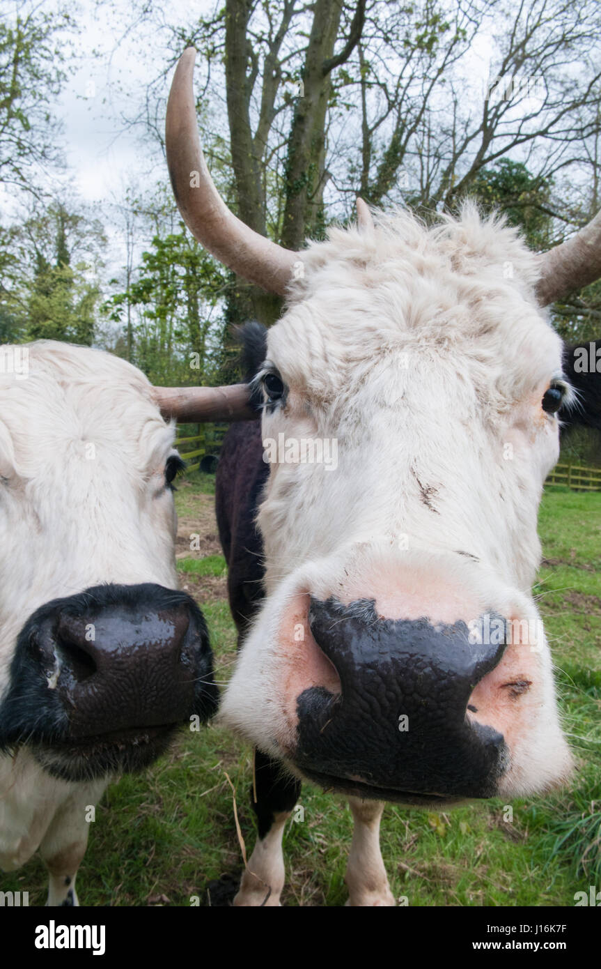 Funny animal, a bull close up looking directly at camera Stock Photo ...