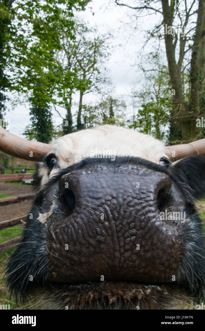 Funny animal, a bull close up looking directly at camera Stock Photo ...