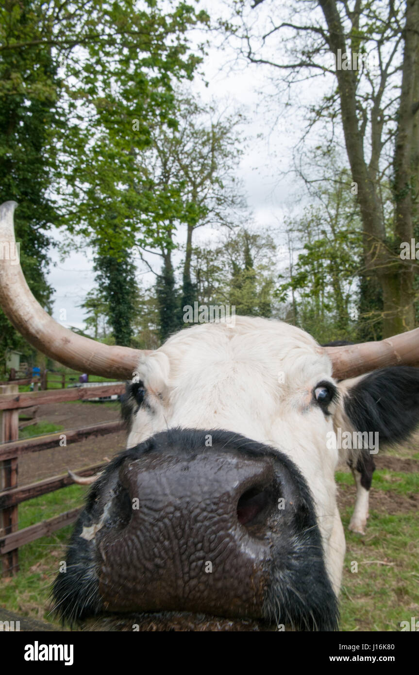 Funny animal, a bull close up looking directly at camera Stock Photo ...