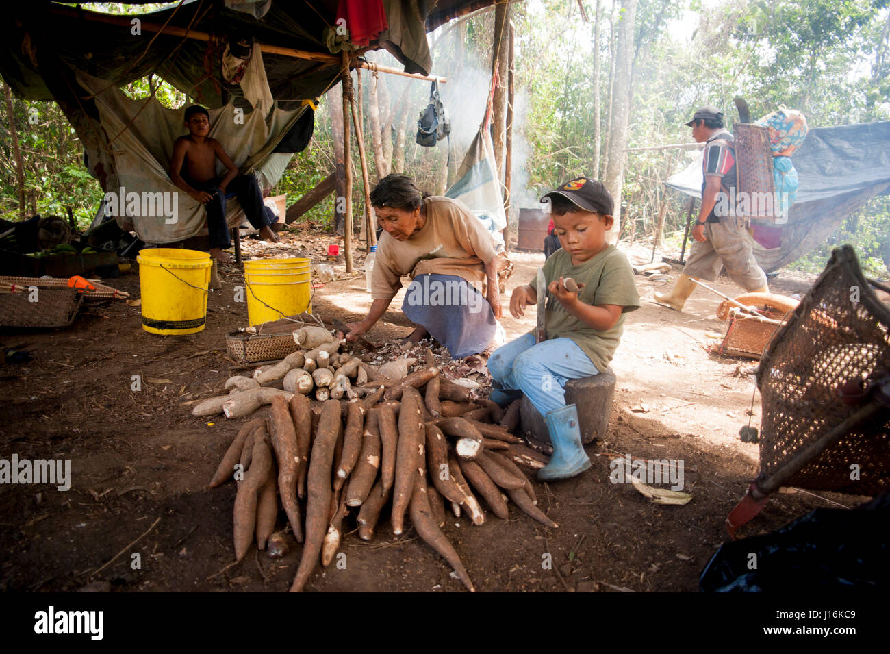 Manioc hi-res stock photography and images - Alamy