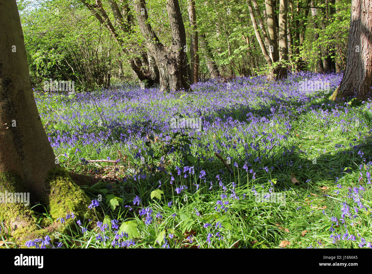 Bluebell woods at Crowthorne, Berkshire UK Stock Photo - Alamy