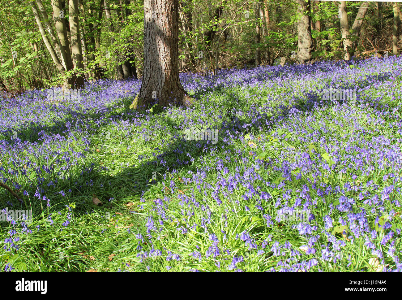 Bluebell woods at Crowthorne, Berkshire UK Stock Photo - Alamy