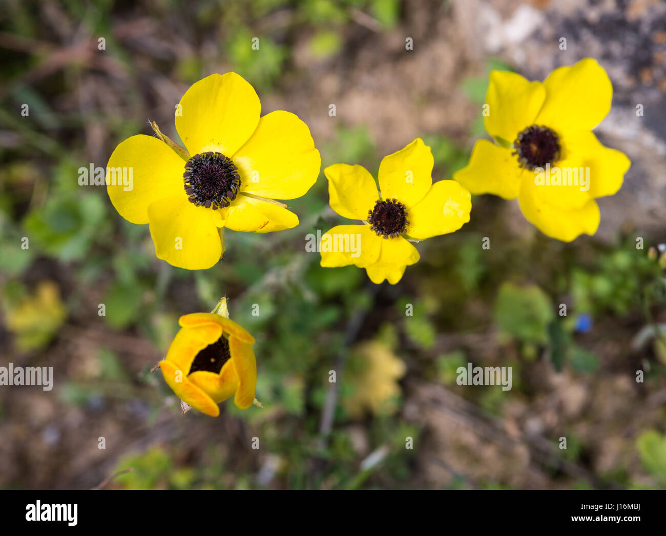 Cyprus wildflowers hi-res stock photography and images - Alamy