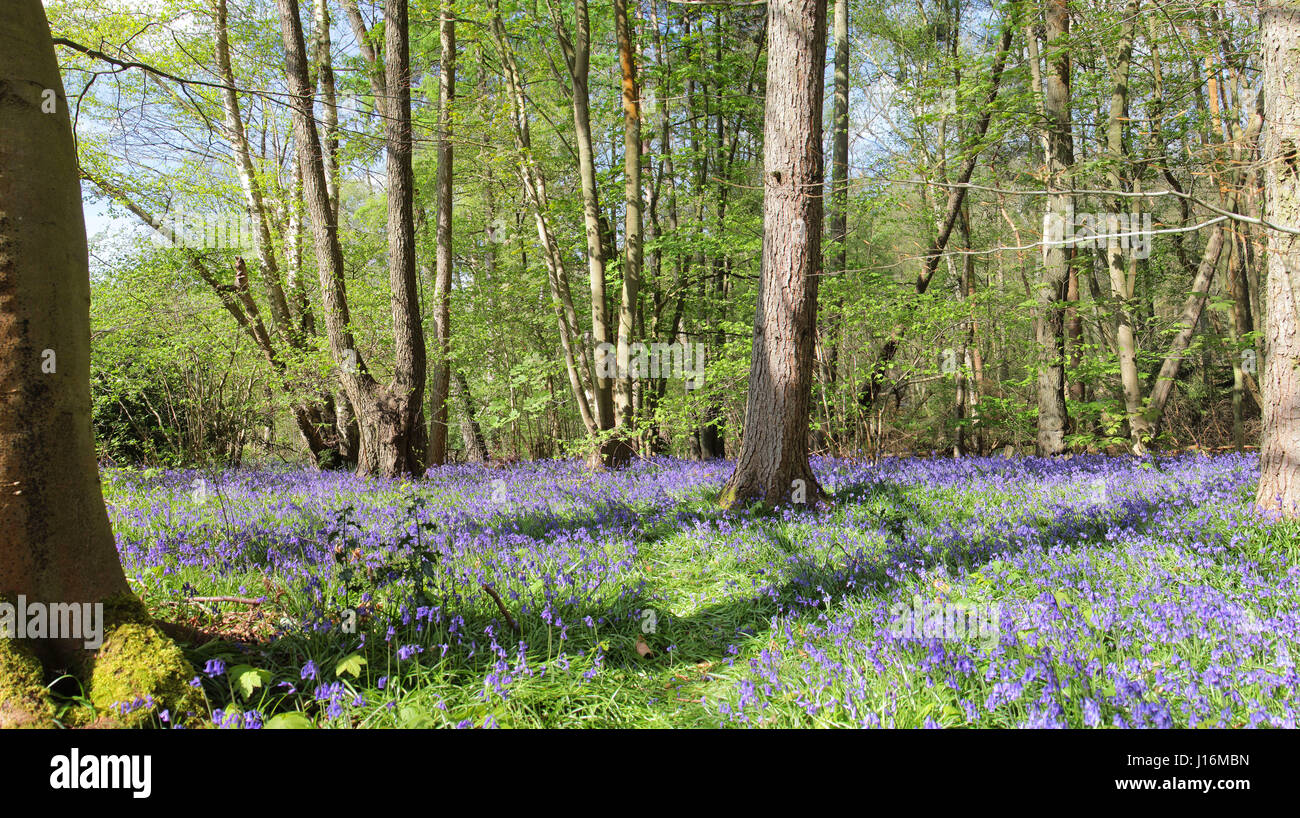 Crowthorne and berkshire hi-res stock photography and images - Alamy