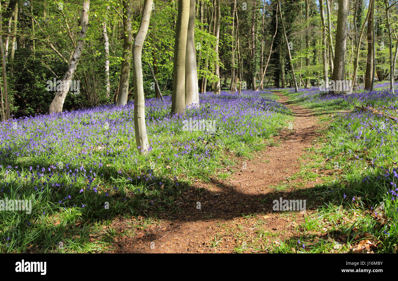 Bluebell woods at Crowthorne, Berkshire UK Stock Photo - Alamy