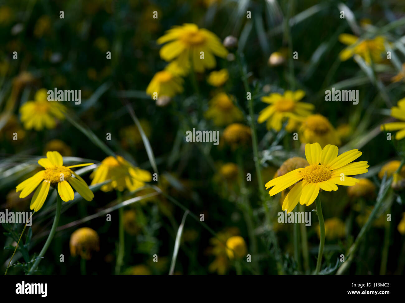 Yellow Marguerite plants with fresh blooming flowers in the field Stock ...